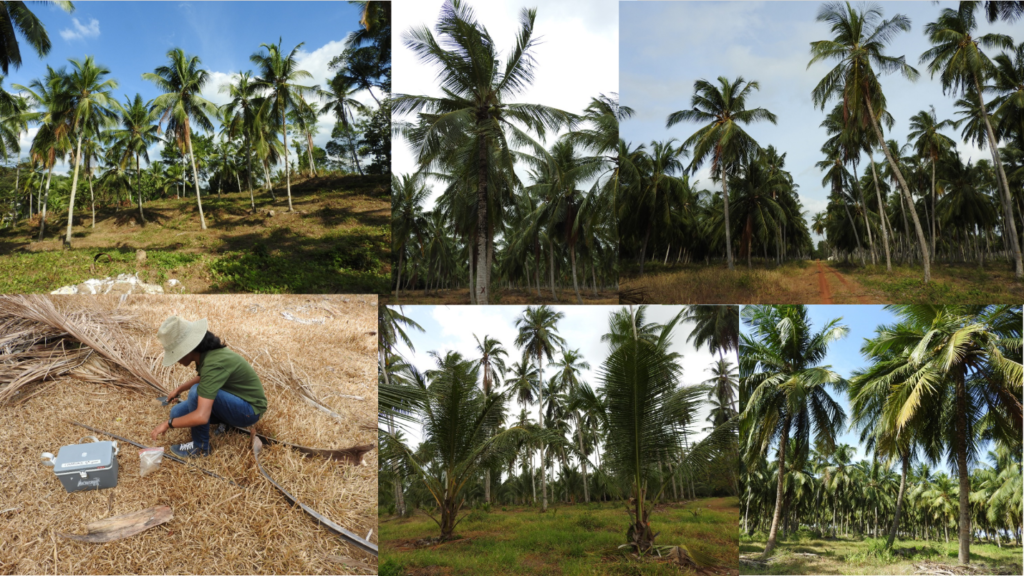 Coconut Climate and soil - Coconut Seller India