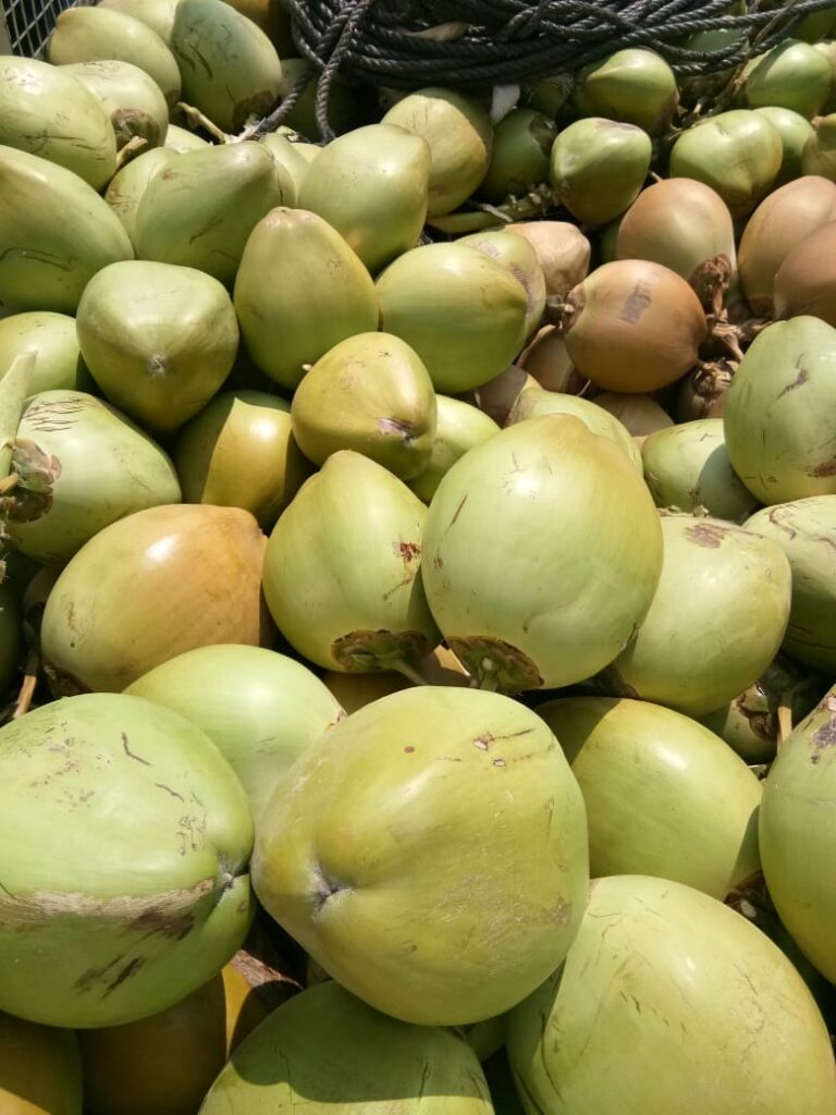 Tender coconut North Delivery price from Bangalore - Coconut Seller India