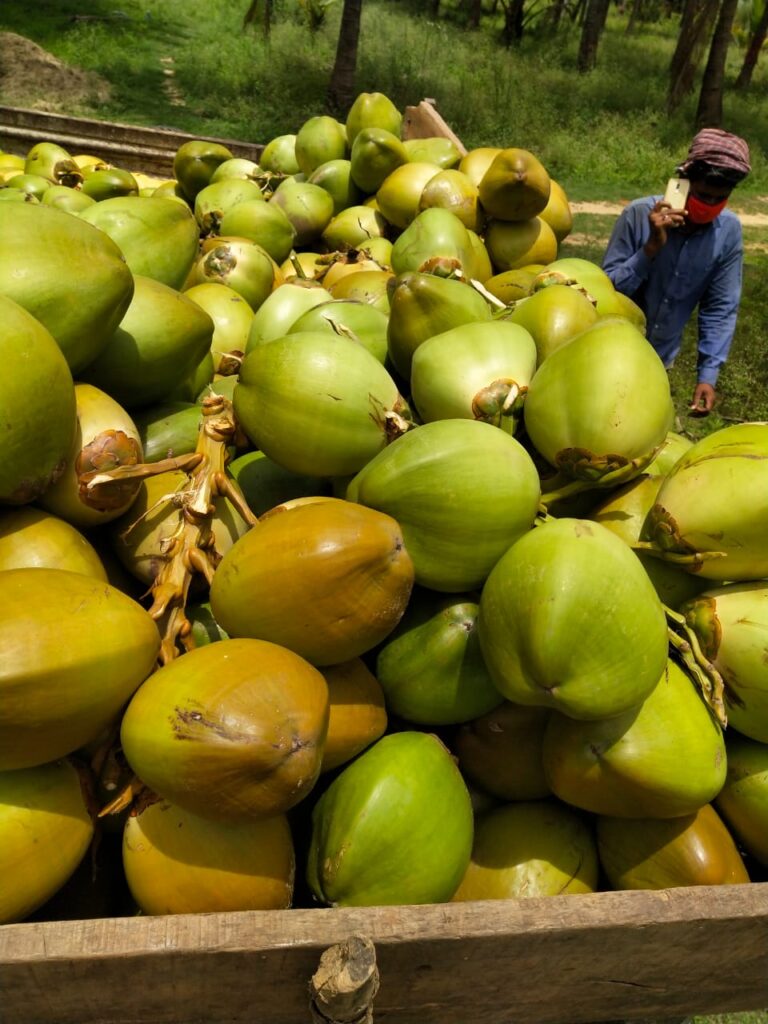 Tender coconut North Delivery price from Bangalore - Coconut Seller India
