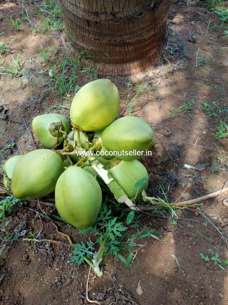 Coconut booking procedure | How to order - Coconut Seller India