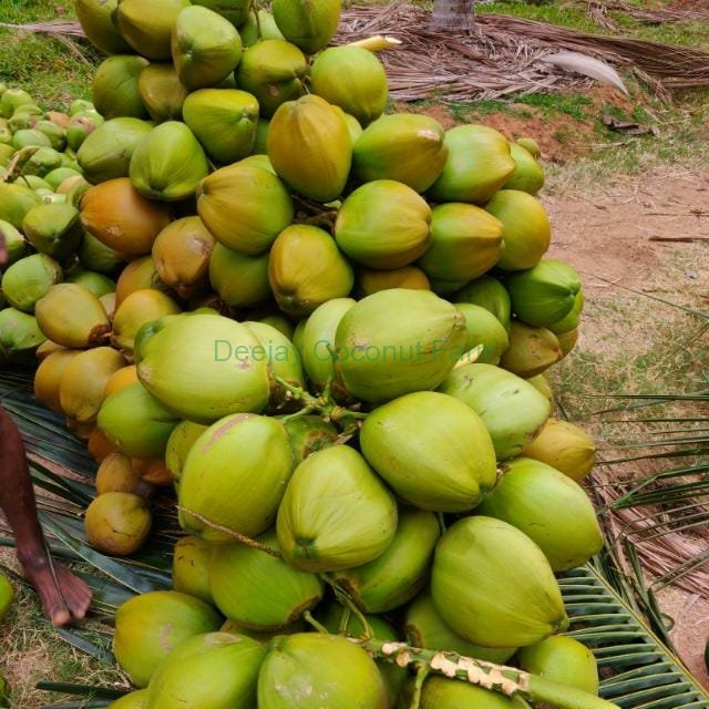 Hybrid Tender Coconut - Coconut Seller India