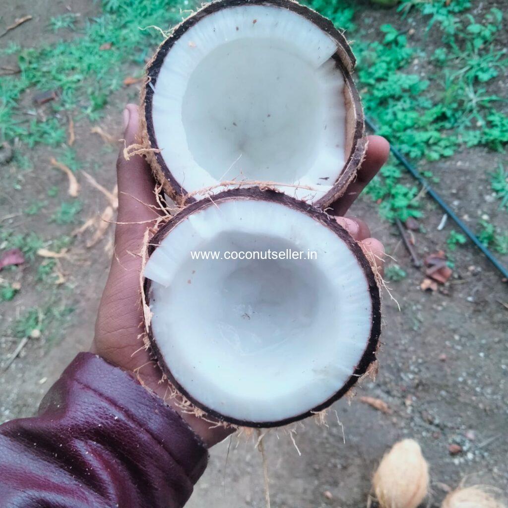 Fresh Coconut Export to Jebel Ali port Dubai - Coconut Seller India