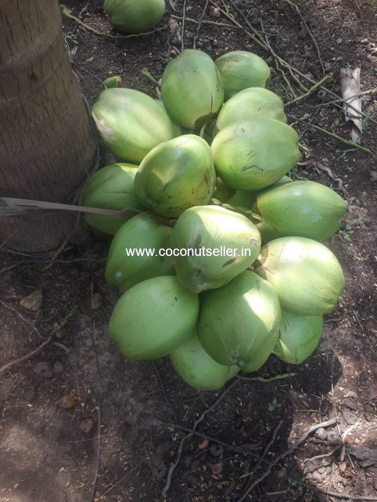 Tender Coconut in Bunches (Gucha, Guna) - Coconut Seller India