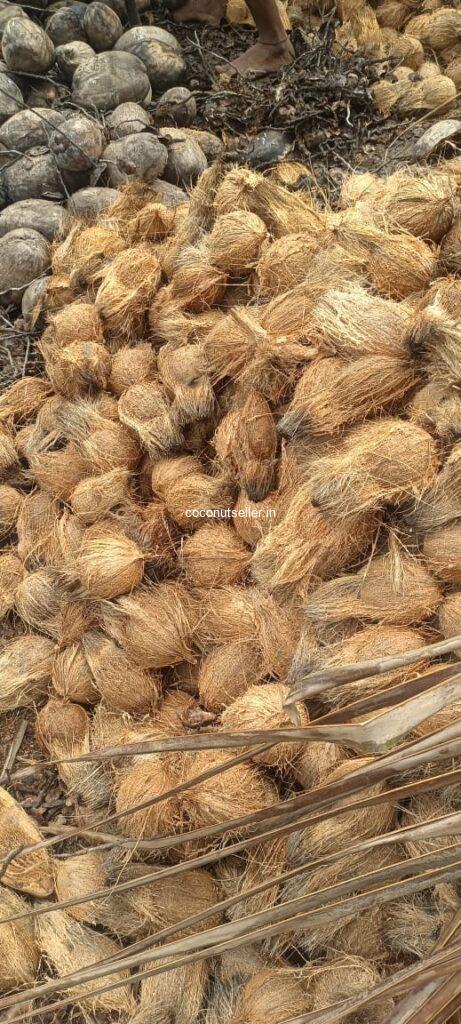 Fresh Coconut Export to Jebel Ali port Dubai - Coconut Seller India